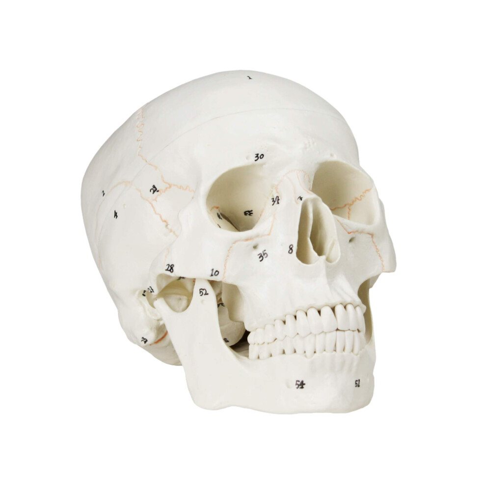Vision Scientific VAL221 Medical Numbered Human Skull-3 Part Life Size ...
