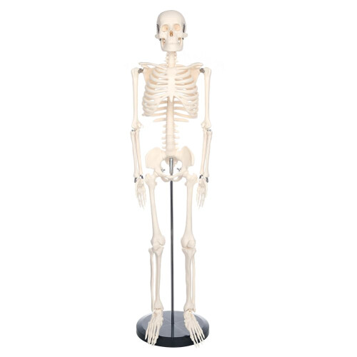 Human Skeleton Model for Anatomy Mini Human Skeleton Model with Metal ...