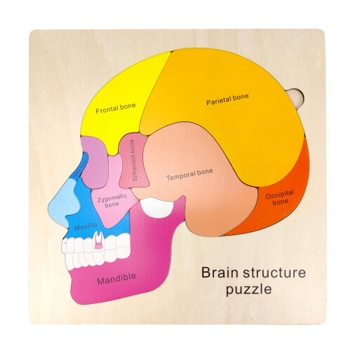 Wooden Brain Anatomy Puzzles for Kids Toddler Montessori 16 Pieces ...