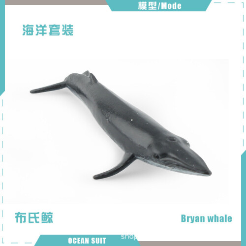 (Brydes Whale) Premium Pvc Ocean Animal Model Set Including Sharks ...