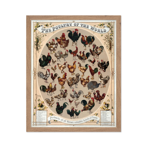 Poster Master Vintage Poultry of the World Poster - Retro Chicken Print ...