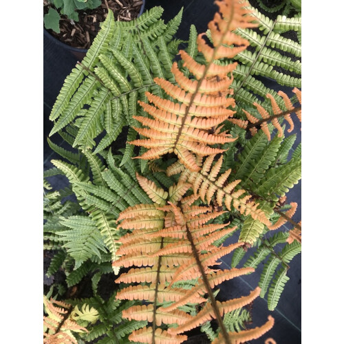 Dryopteris wallichiana Jurassic Gold | Shield Fern | Plug Plant on OnBuy