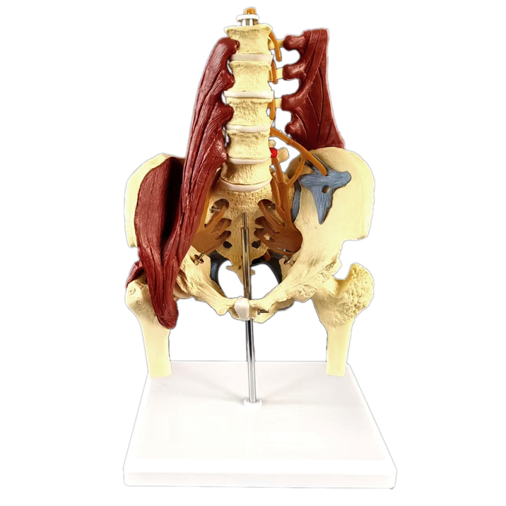 Modelo óseo de la columna lumbar, modelo anatómico de los músculos del ...