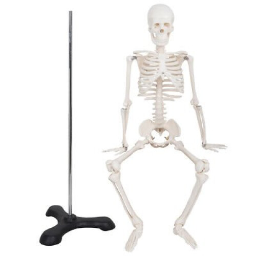 United Scientific Mini Human Skeleton Model with Metal Stand 85cm (33 ...