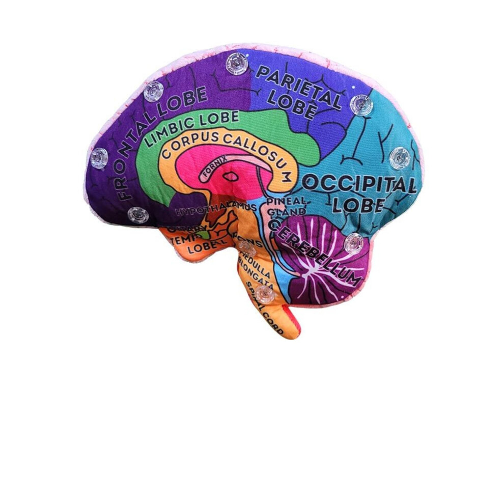 GIANTmicrobes Brain Model Human Brain Anatomy Model Brain Model for ...