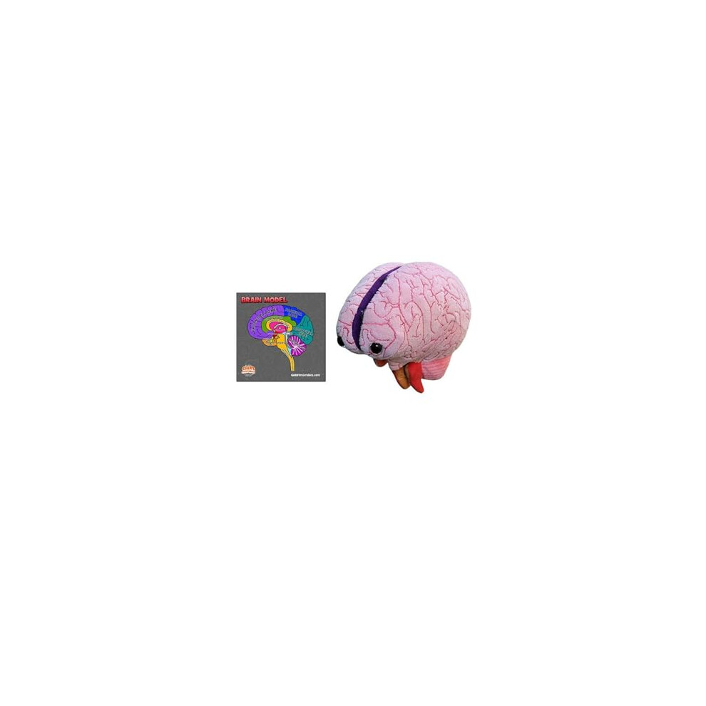 GIANTmicrobes Brain Model Human Brain Anatomy Model Brain Model for ...