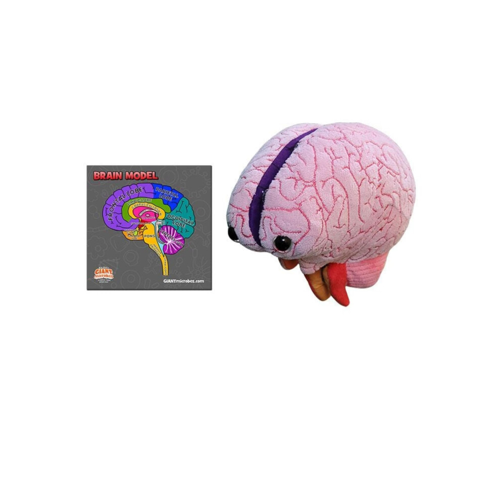 GIANTmicrobes Brain Model Human Brain Anatomy Model Brain Model for ...