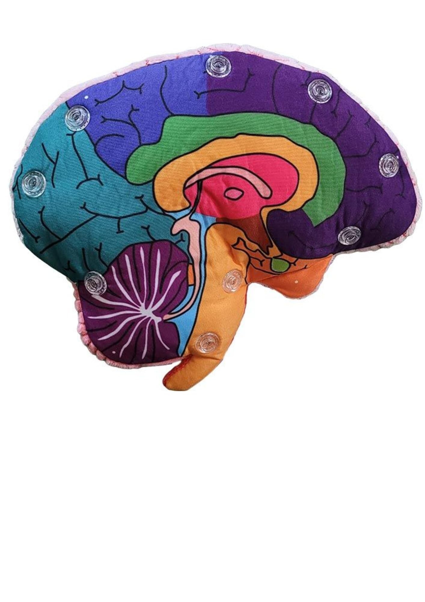 GIANTmicrobes Brain Model Human Brain Anatomy Model Brain Model for ...