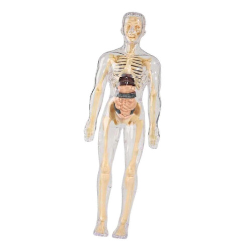 (Fully Transparent) Human Body Model Display Education Tool Human ...