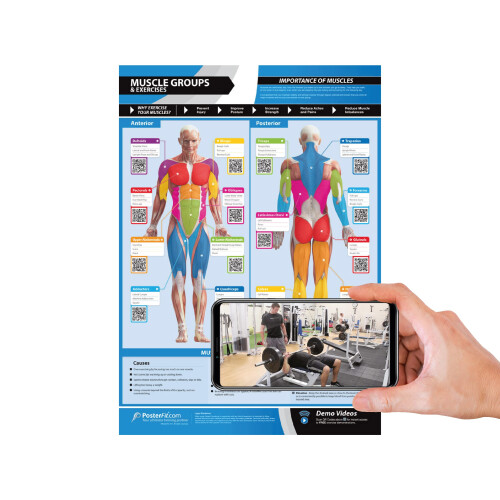 Muscle Groups & Workout Poster - LARGE - A2 (594mm x 420mm) - Anterior ...