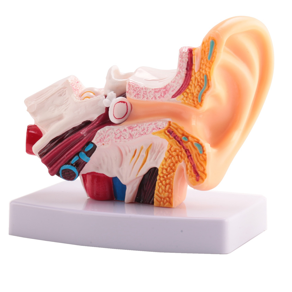 Modelo de anatomia da orelha humana 1,5 vezes mostrando a estrutura dos ...
