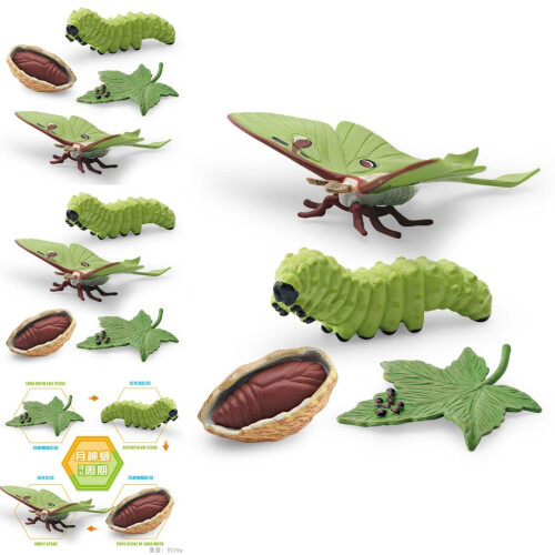 Luna Stunning Pvc Moth Life Cycle Model Set With Four Figures Realistic ...