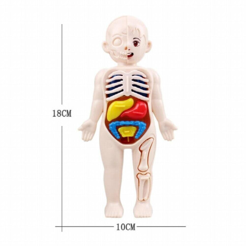 3D Menselijk Torso Lichaam Anatomie Model Speelgoed DIY Montage 3D ...