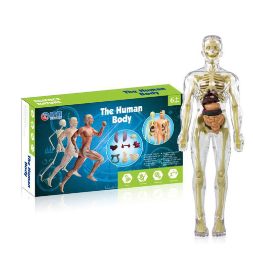 3d menselijk lichaam torso model voor kind anatomie model skelet diy ...