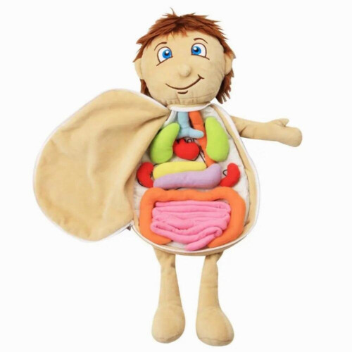 Model Anatomie Pop Educatief Zacht Speelgoed Menselijk Torso ...