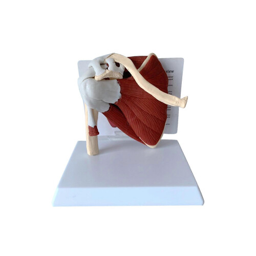 Human skeletal scapular girdle clavicular muscle model skeleton human ...