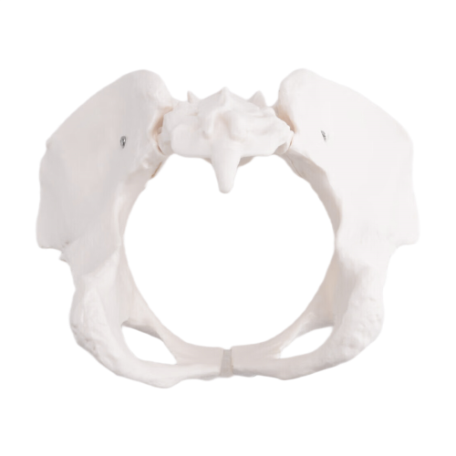 Life Size Female Pelvis Model, Hip Model - Female Anatomy Model, on OnBuy