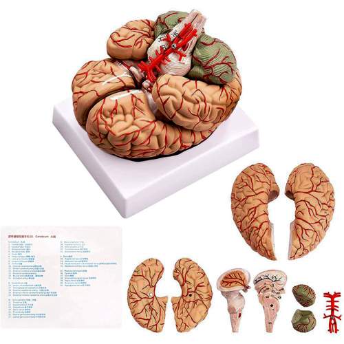 Human Brain,Life Size Brain Anatomy Model with Display Base, for ...