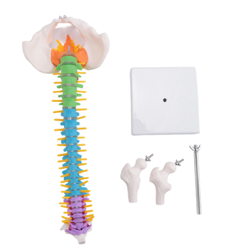 45Cm with Pelvic Human Anatomical Anatomy Spine Spinal Column Model ...