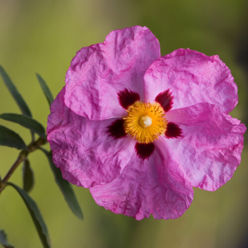 Cistus x purpureus - Sun Rose - Plant in 2 L Pot on OnBuy