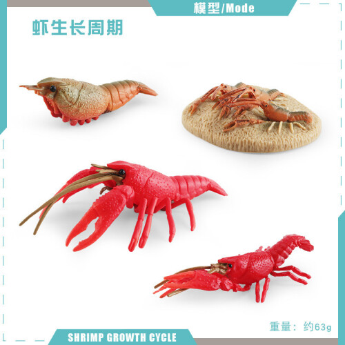 (StyleB) Life Intricate Crawfish Cycle Model Realistic Pvc Educational ...