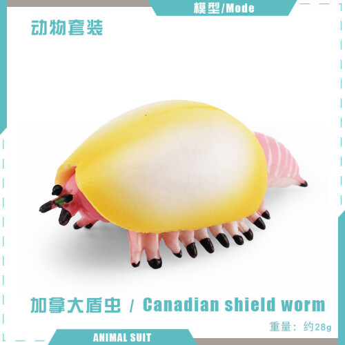 (Canada 28g) Static Detailed Pvc Model Of Cambrian Sea Animals ...