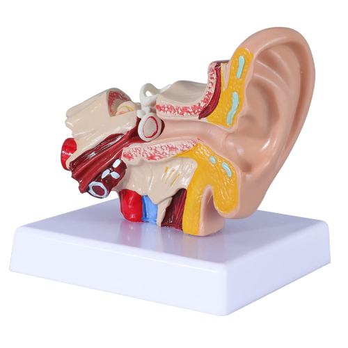 Modelo de anatomia da orelha humana 1,5 vezes maior, mostrando a ...