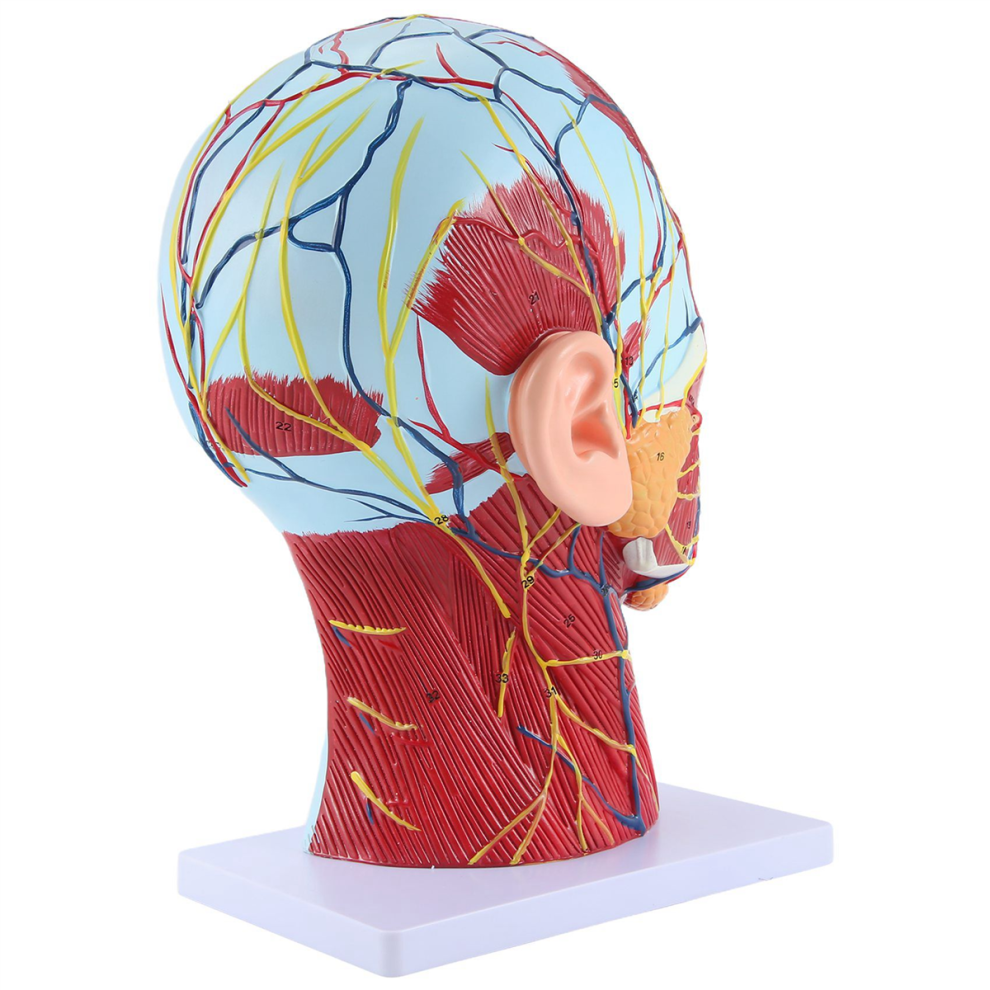Head Midsagittal Plane Teaching Model Parotid Gland Cervical Spine and ...