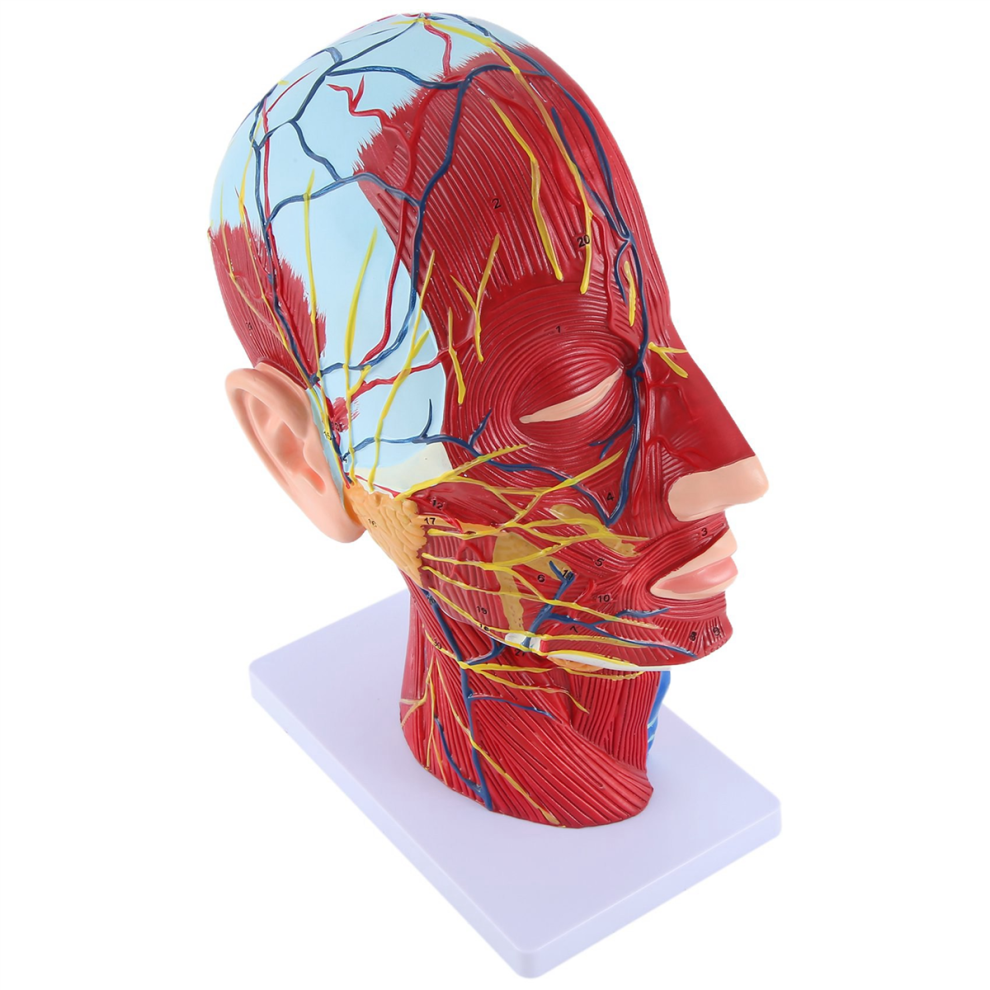 Head Midsagittal Plane Teaching Model Parotid Gland Cervical Spine and ...