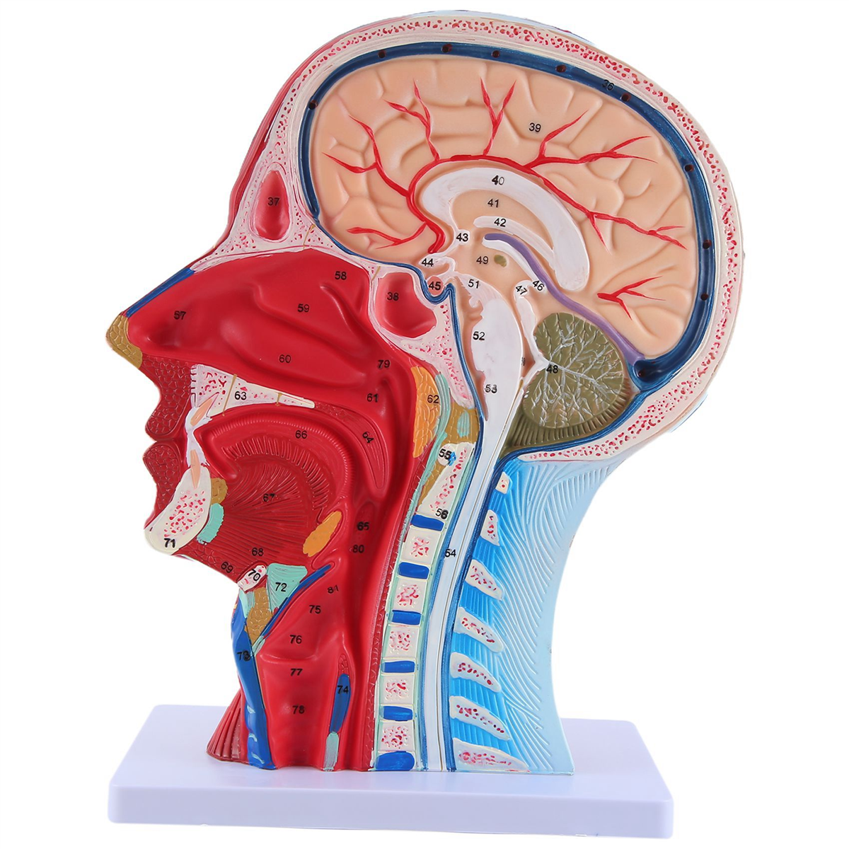 Head Midsagittal Plane Teaching Model Parotid Gland Cervical Spine and ...
