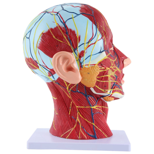 Head Midsagittal Plane Teaching Model Parotid Gland Cervical Spine and ...