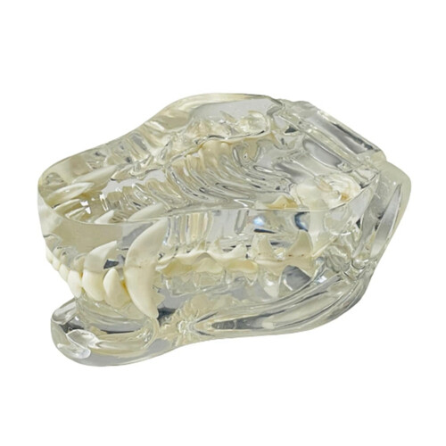 Transparent Teeth Anatomical Model Dental Animals Oral Tooth Jaw for ...