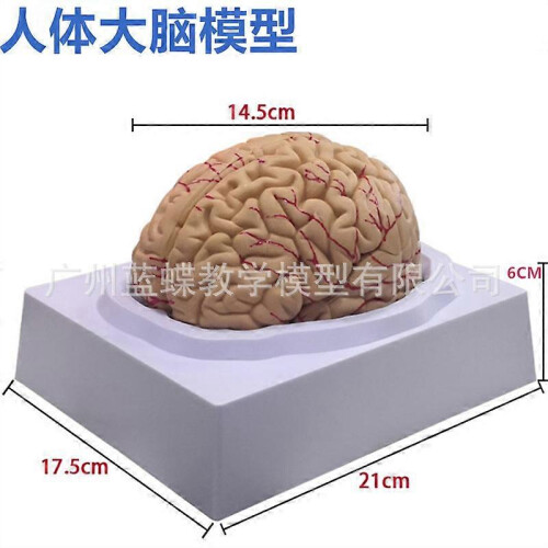 (As show, One size) Genuine high-end medical neurology brain human ...