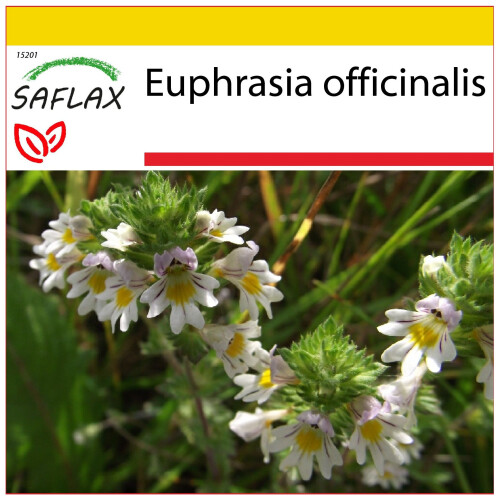SAFLAX - Cultivation set - Eyebright - 200 seeds - With mini greenhouse ...