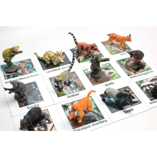 Montessori Rainforest Animal Match Miniature Rain forest Animals with ...