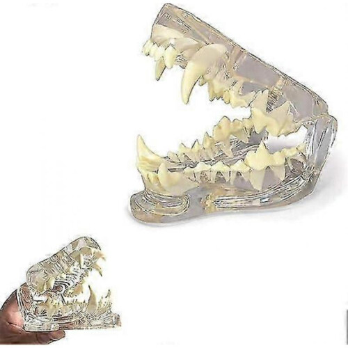 Clear Canine Dental Model, Pathology Medical Dog Teeth Jaw Oral Tooth ...