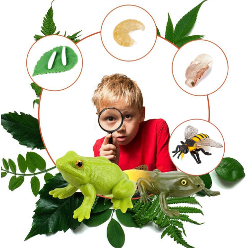 Insects Life Cycle Kit Stages of Insect with Wooden Tray Educational ...