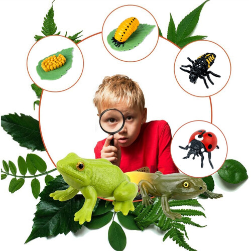 Insects Life Cycle Kit Stages of Insect with Wooden Tray Educational ...