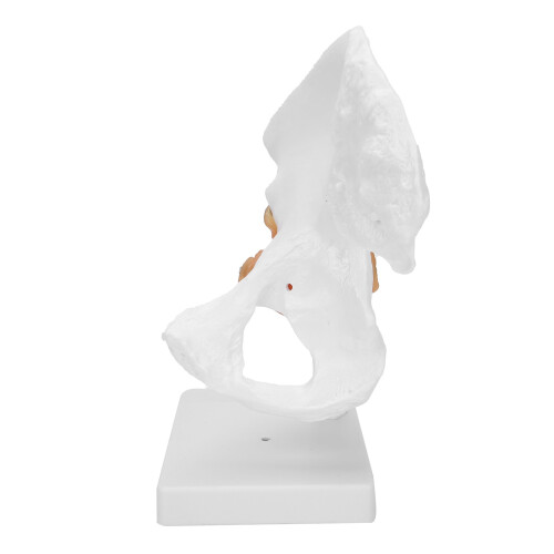 Professional Hip Bone Model Realistic Human Hip Joint Model Hip Joint ...
