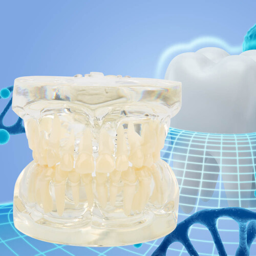 Clear Primary Model Deciduous Teeth Model for Kindergarten Hospital ...