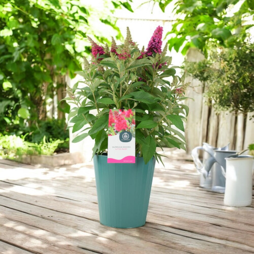 (Metal Vertical Line Teal) Butterfly Bush Little Ruby – 5L Pot ...