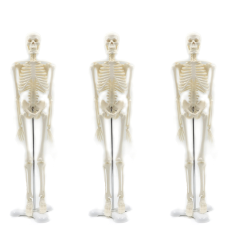 Model de schelet de anatomie umană de 45 cm, poster, model de învățare ...