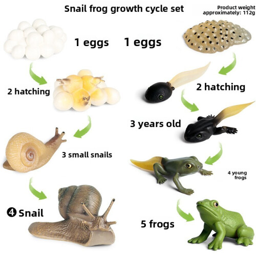 (Frog Growth) Butterfly Marine Animal Growth Stages Model Set For ...