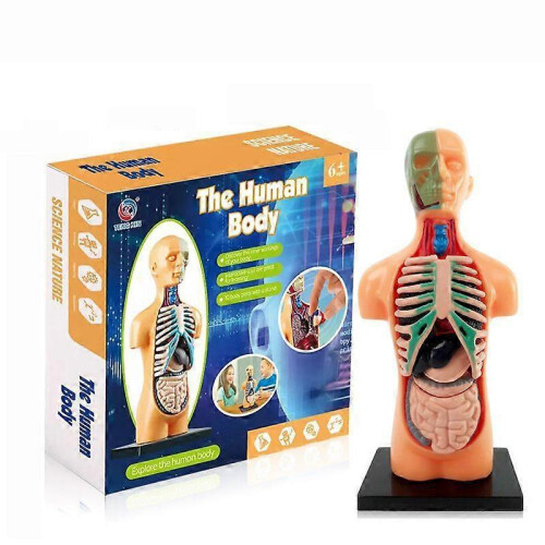Science Human Body Model Classroom with Removable Organs Learning DIY ...