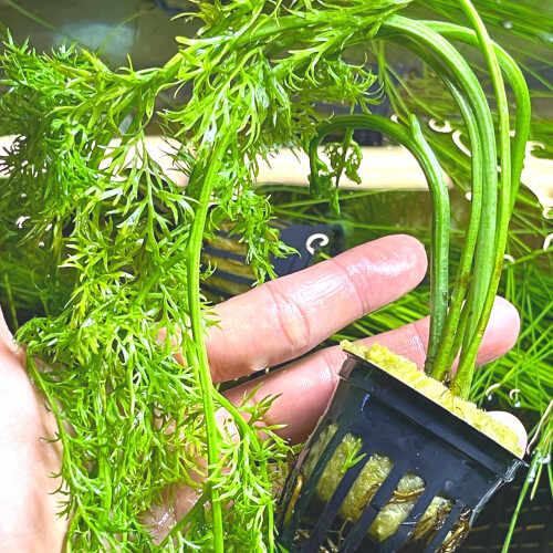Water Sprite Potted Easy Live Aquarium Plants for Fish Tank Decoration ...