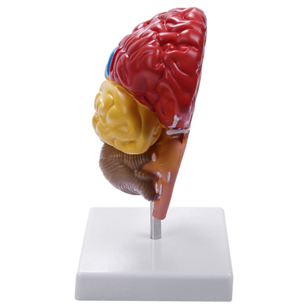 Anatomický model mozgu, anatómia 1:1, polovica mozgu, mozgový kmeň on OnBuy
