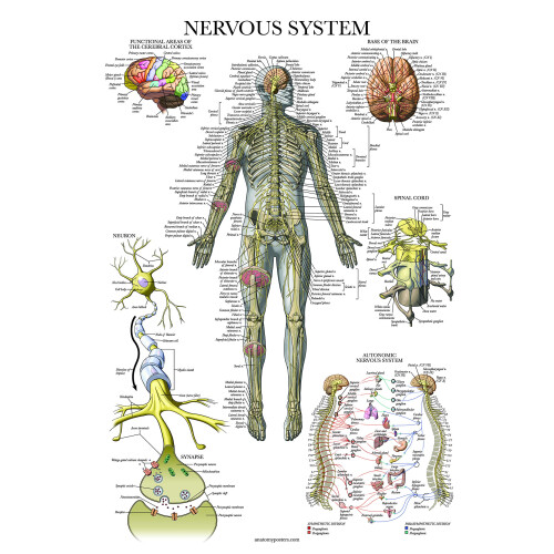 Nervous System Anatomy Poster Laminated Autonomic Nervous System Brain ...