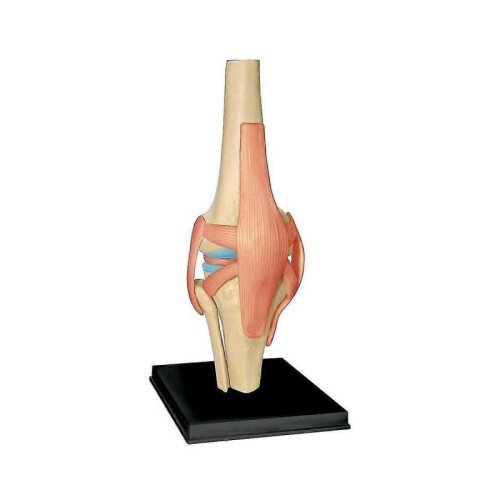 Torso Human Body Model Education Knee Joint Organs Model for Student ...