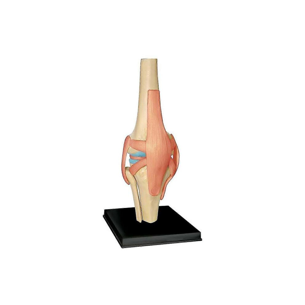 Torso Human Body Model Education Knee Joint Organs Model for Student ...