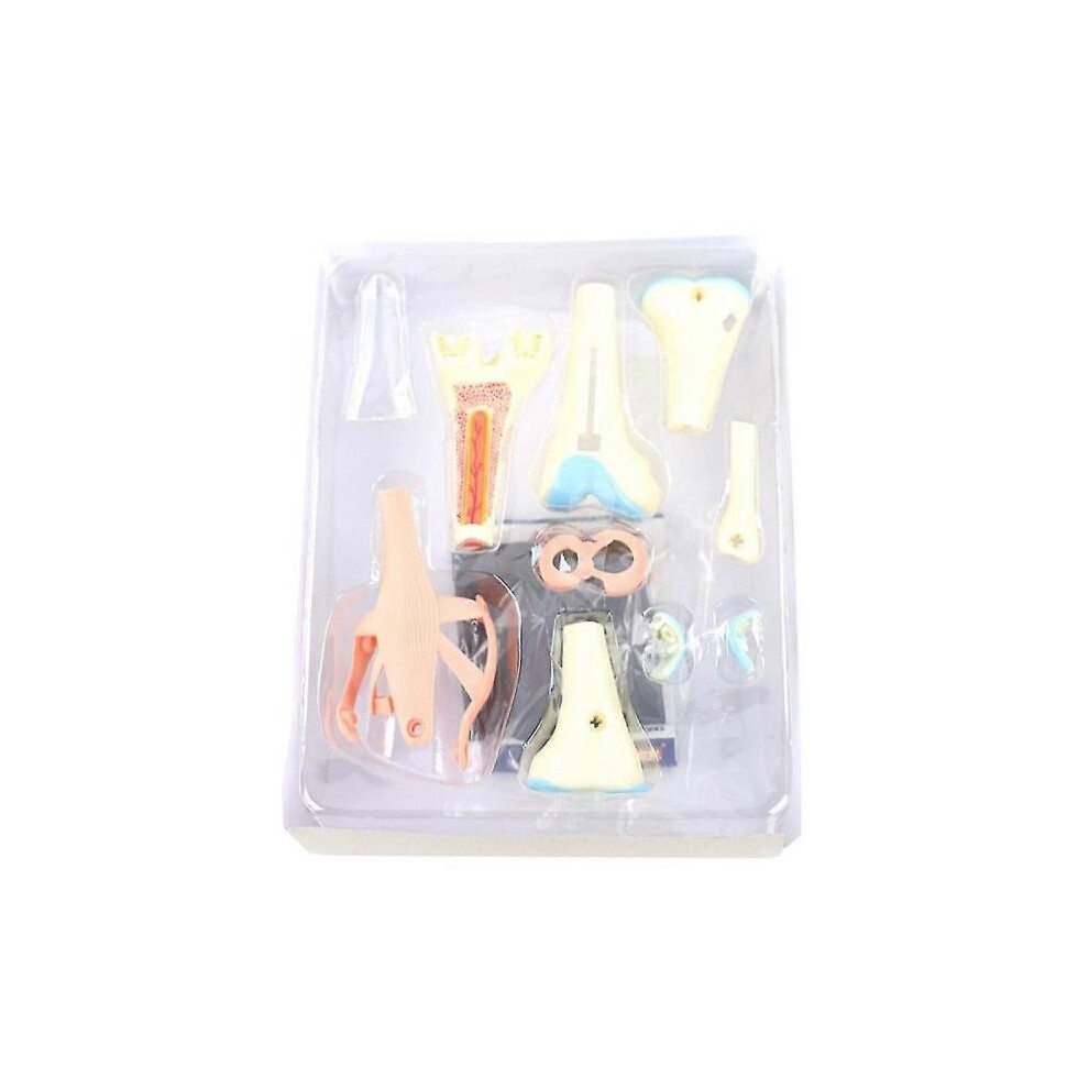 Torso Human Body Model Education Knee Joint Organs Model for Student ...